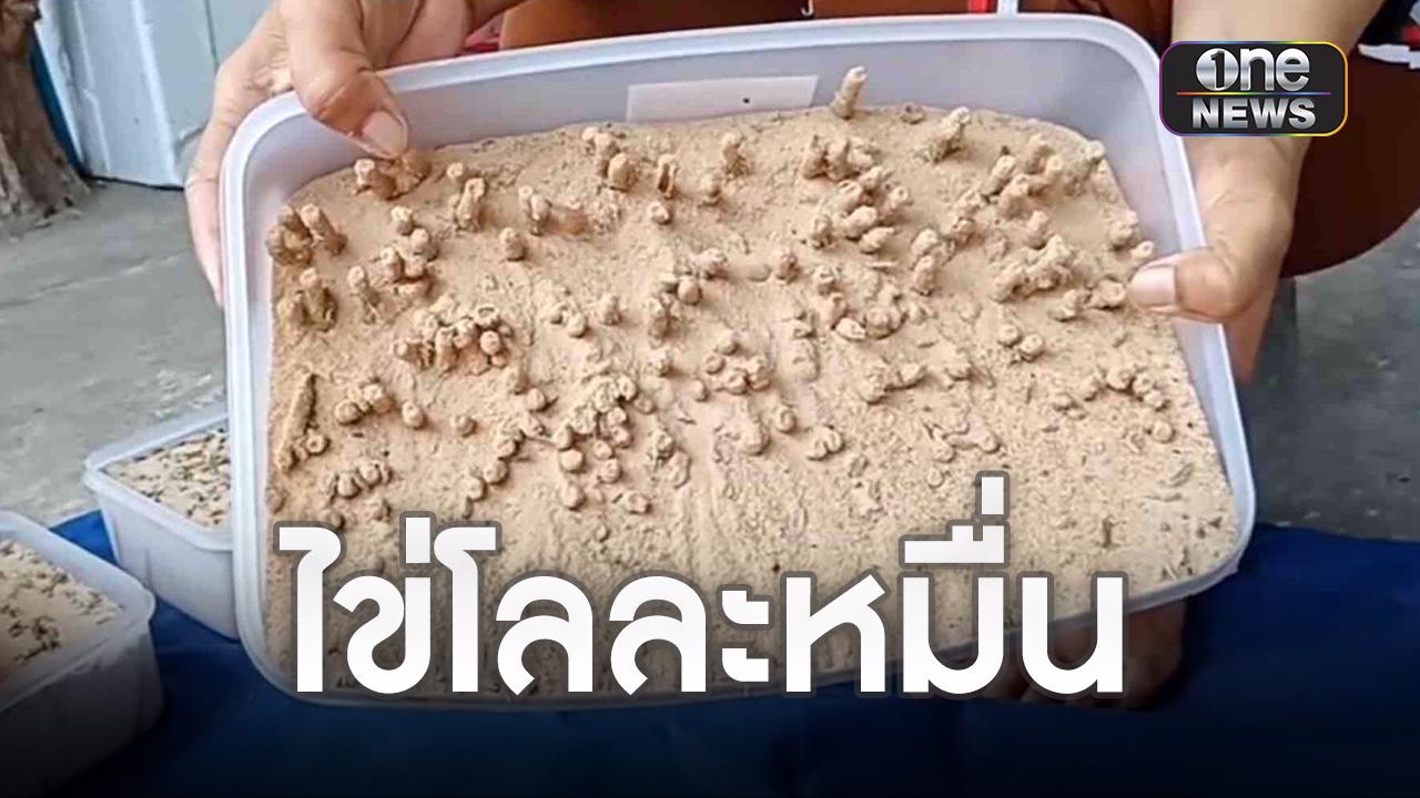 ขายดี! ไข่ตั๊กแตนปาทังก้า โลละหมื่น | one31.co.th