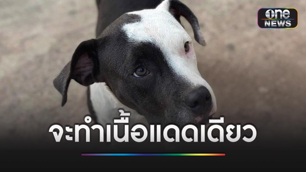 ลุงเชือดคอหมา รับจะทำเนื้อแดดเดียวขายปีใหม่ | one31.co.th