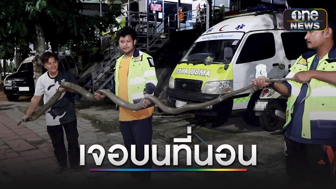 ผงะ! เจอจงอาง 4 เมตร หนัก 10 โล อยู่บนที่นอน | one31.co.th